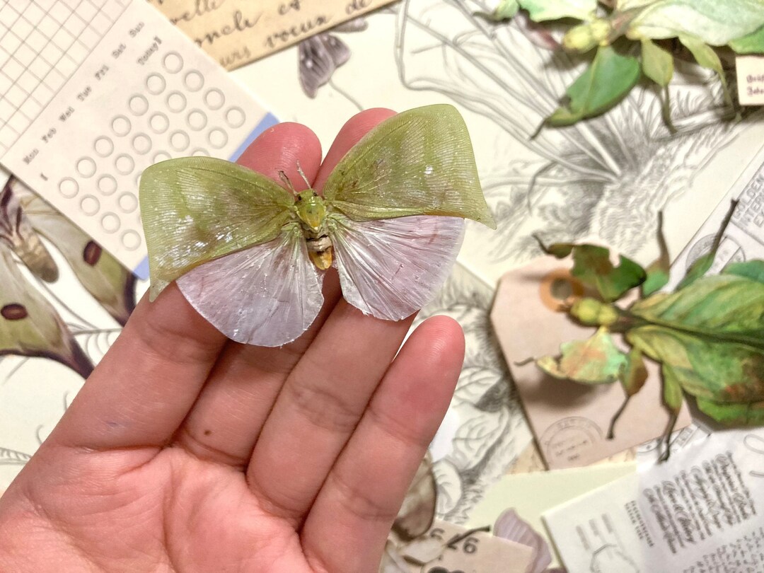 Colobesthes Falcata, Leaf Hopper, Green and White Leafhopper Insect ...