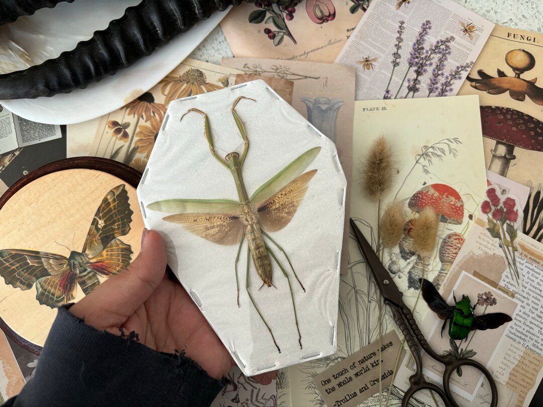 Japanese Giant Mantis, Tenodera Aridifolia, Entomology, Spread and ...