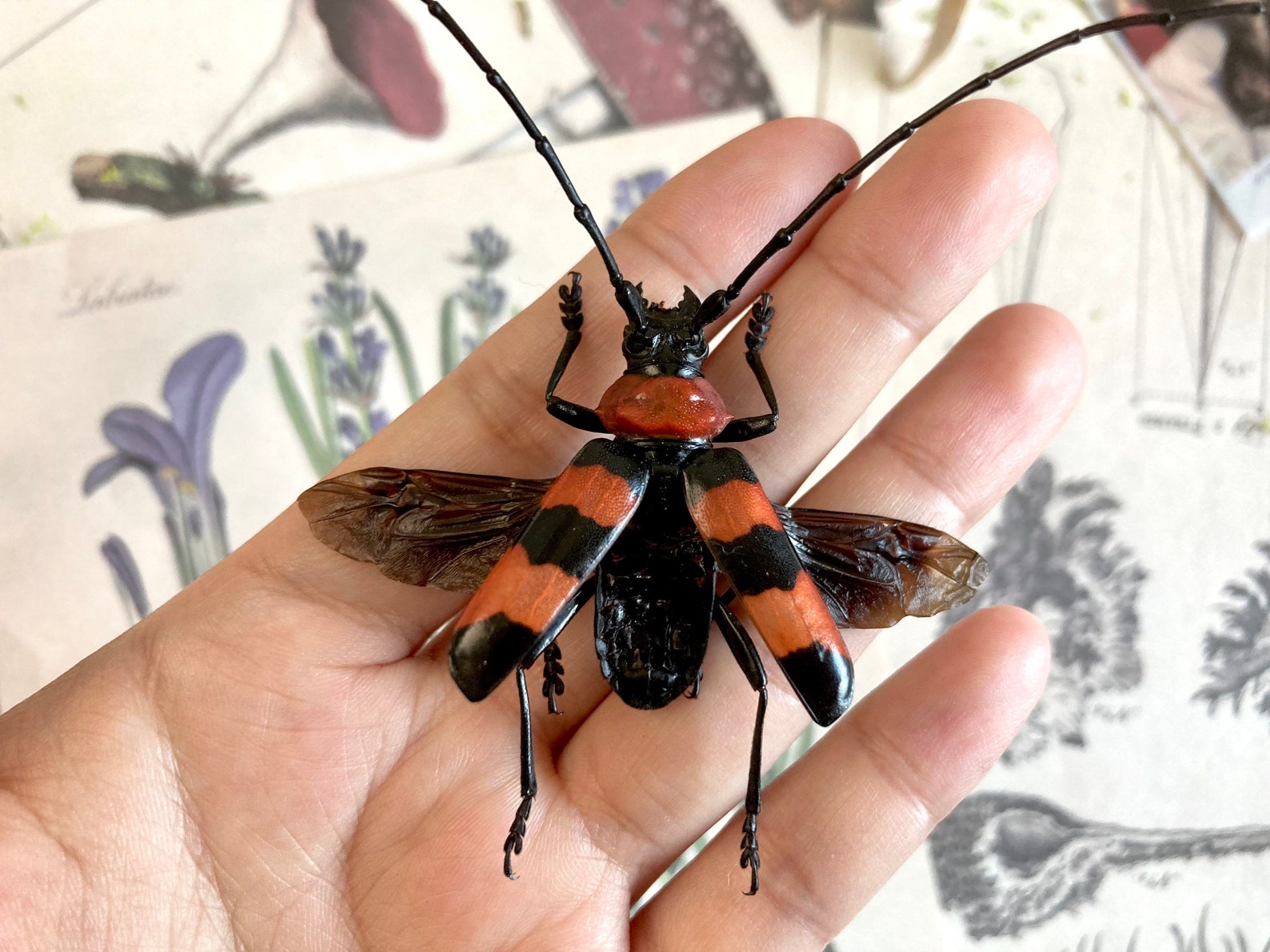 Complete Beetle Mounting Kit Beetle Spreading and Pinning - Etsy
