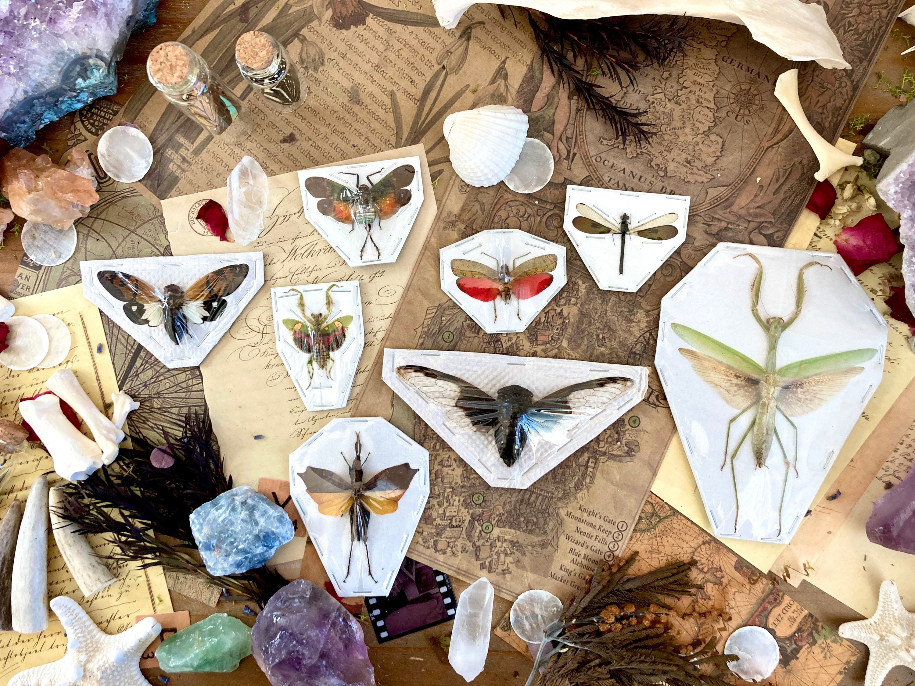 5 Mystery Insects Entomology Oddities Specimen | Etsy