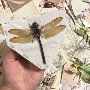 Giant Green Emperor Dragonfly, Anax Gibbosulus, Real Damselfly, Giant ...
