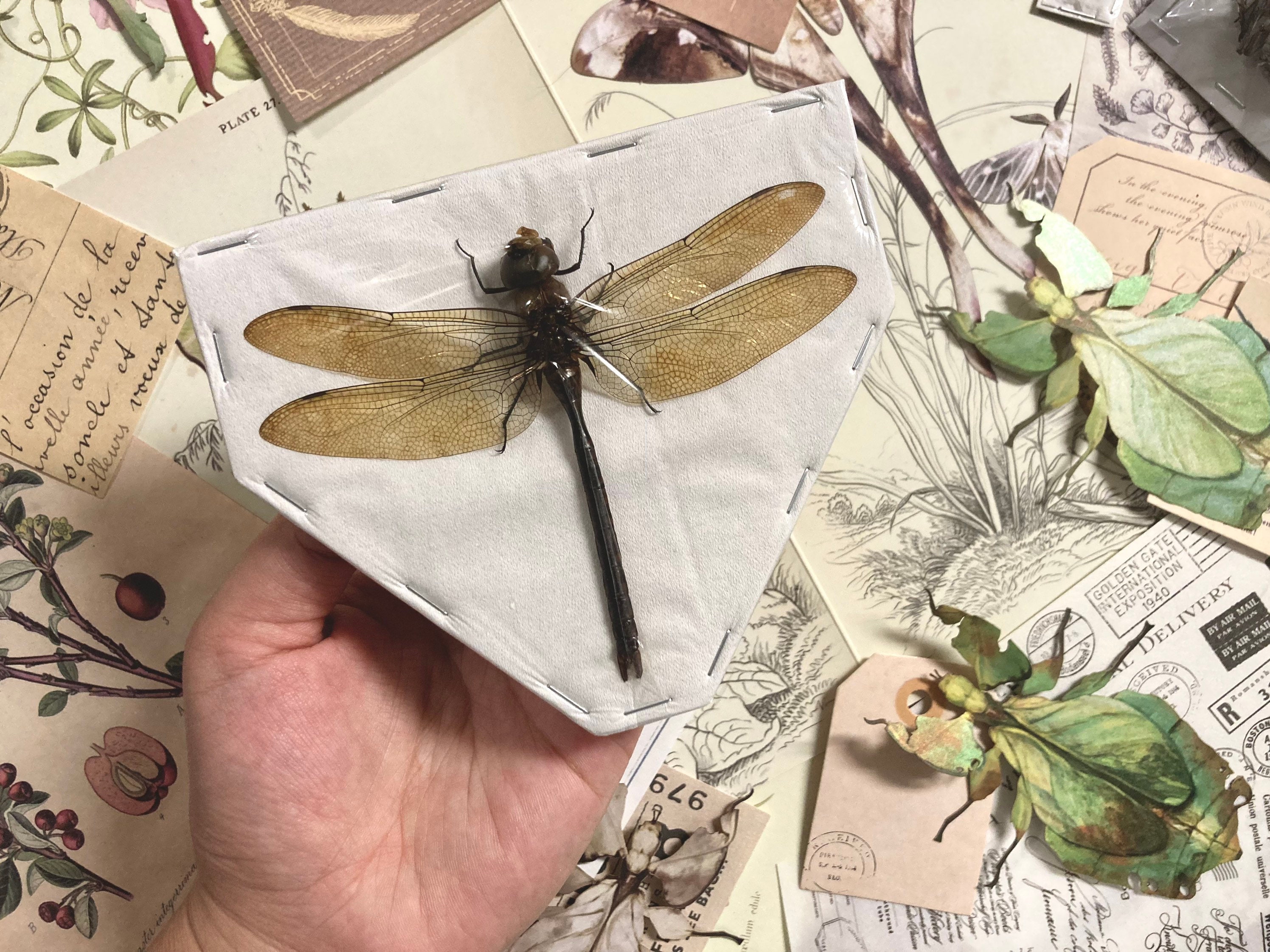 Giant Green Emperor Dragonfly, Anax Gibbosulus, Real Damselfly, Giant ...