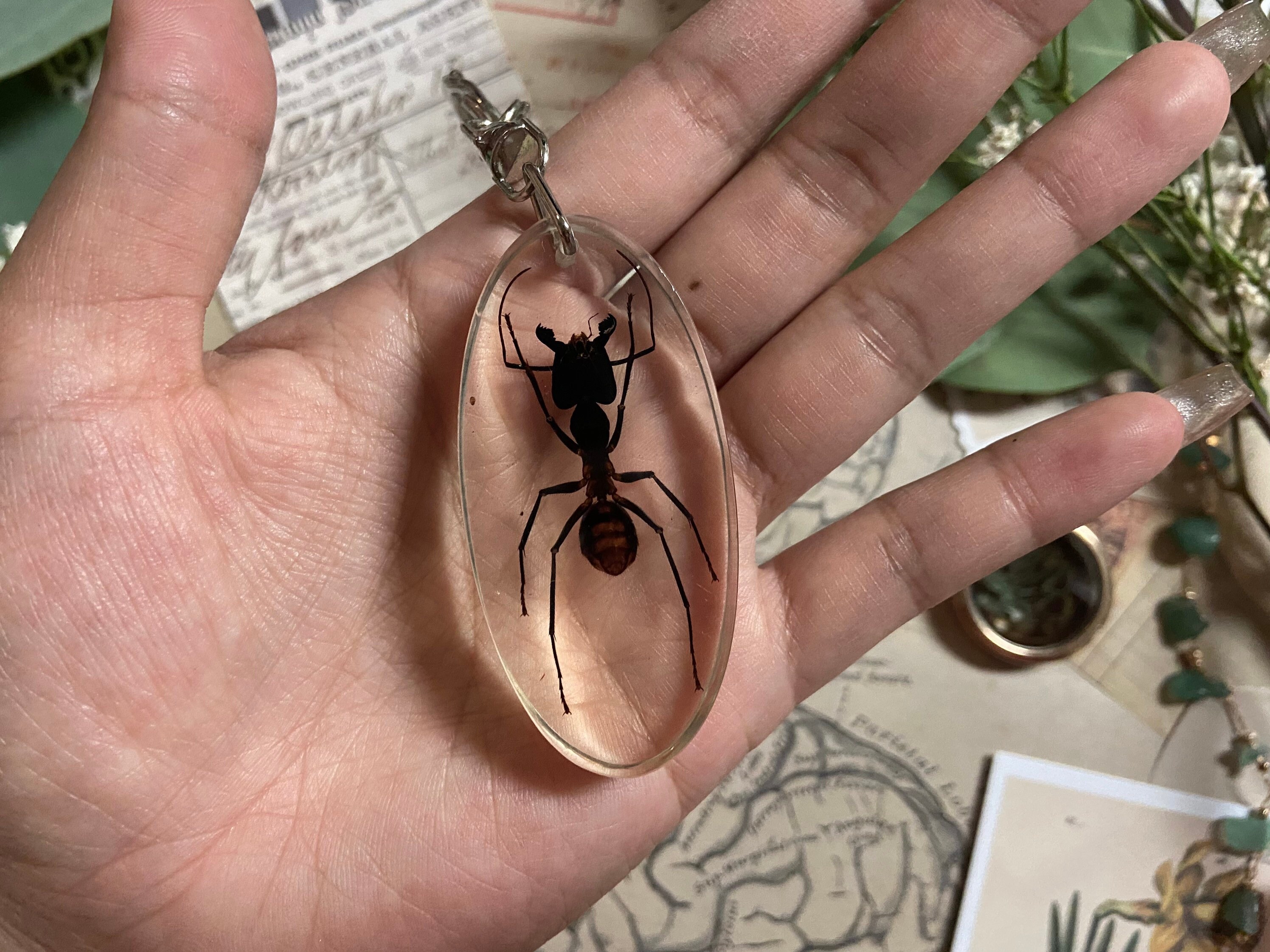 Giant Bullet Ant Keychain Camponotus Gigas Real Insect - Etsy