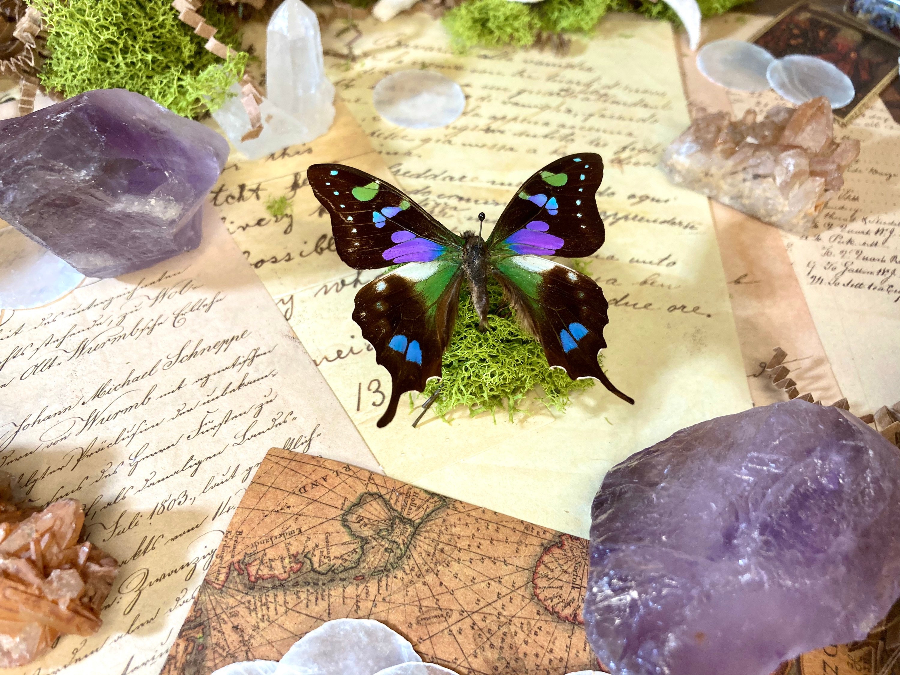 The Purple Spotted Swallowtail Butterfly - Graphium Weiskei - Dry ...