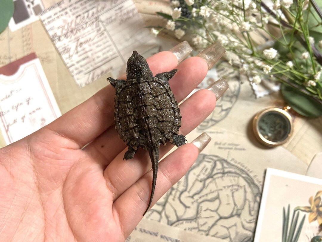Real Snapping Turtle Hatchling Wet Specimen Taxidermy Natural History ...