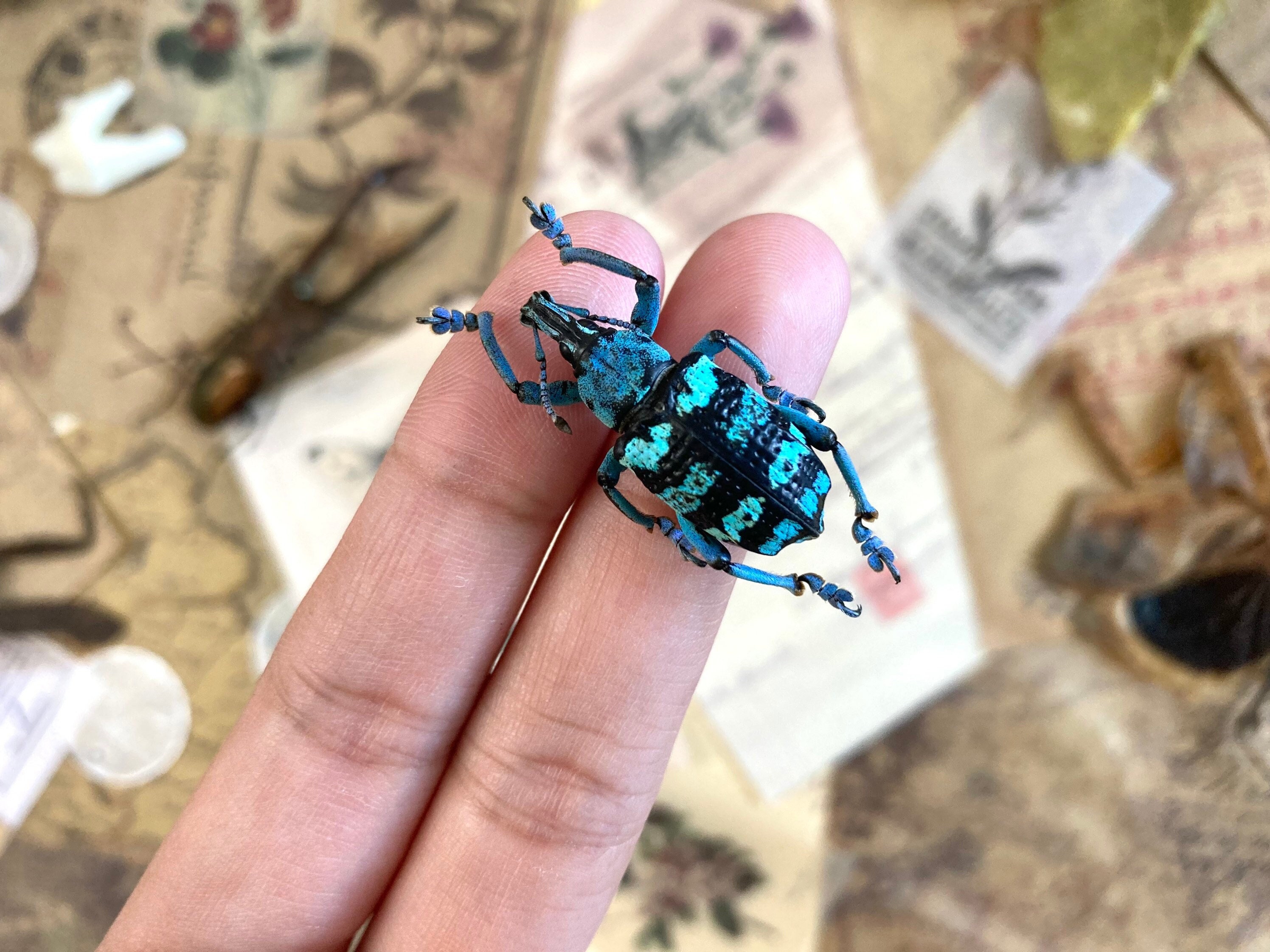 Eupholus Linnei Kei Is. Real Beetle Blue Weevil Beetle Blue - Etsy