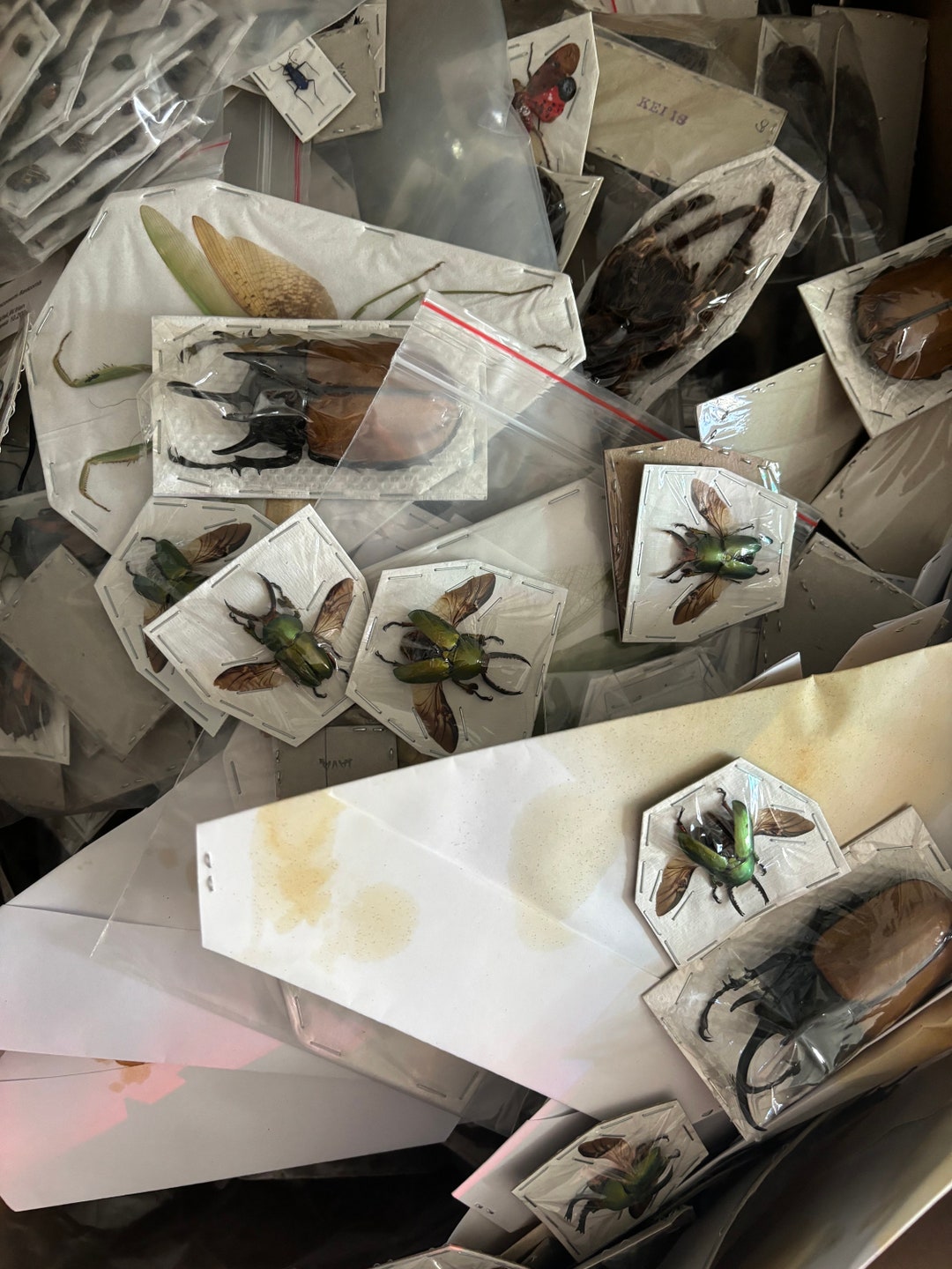 OVERSTOCK CLEARANCE A1-A2 GRADE, Insect Packs, Sale, Insect Packs ...