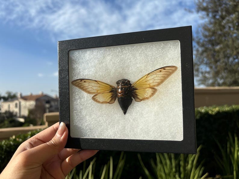 Riker Frame Insect Specimens, Entomology, Insect Decor, Insecr Frame ...