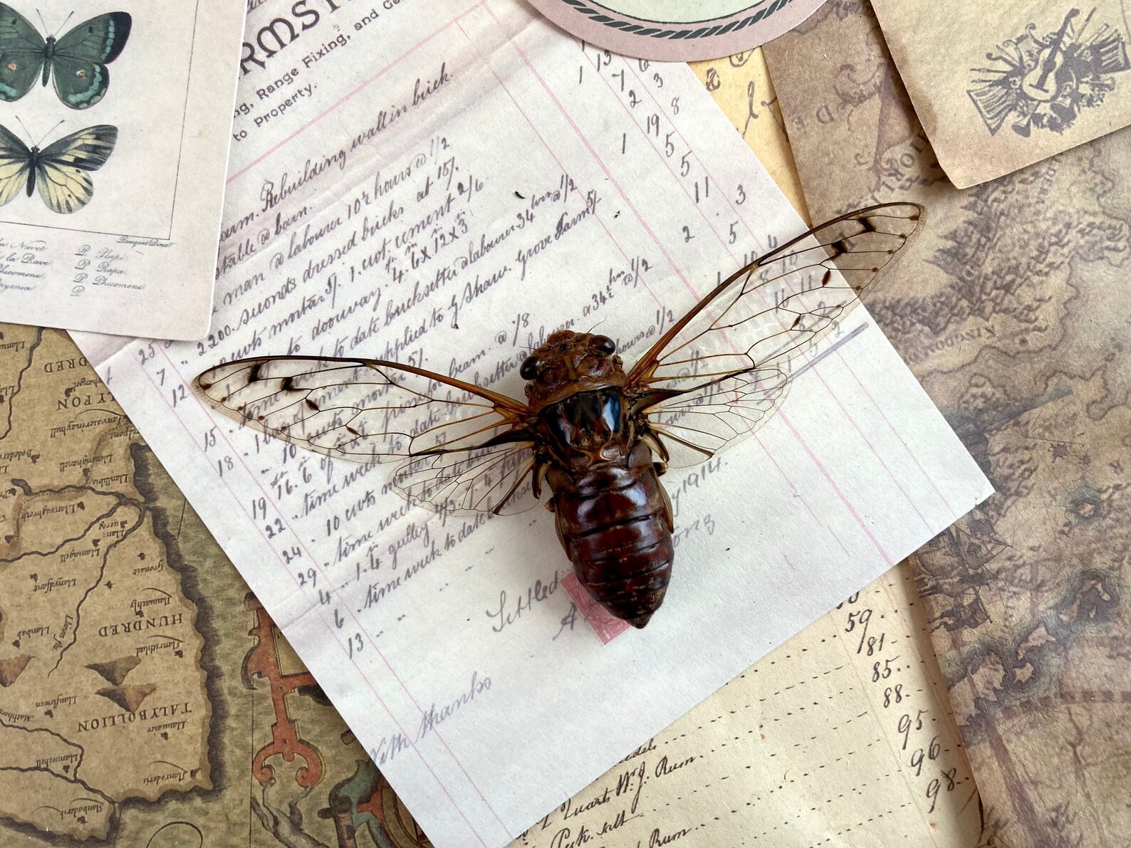 Cicada Sp Spread, Real Cicada, Clear Wing Cicada, Indonesia, Entomology ...