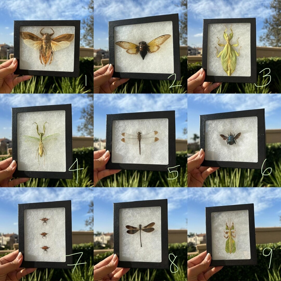 Riker Frame Insect Specimens, Entomology, Insect Decor, Insecr Frame ...