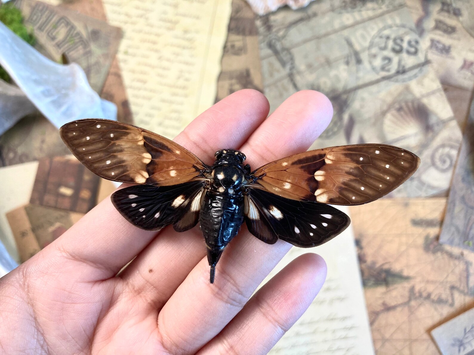 Ambragaeana Ambra Cicada Real Cicada Entomology Real - Etsy