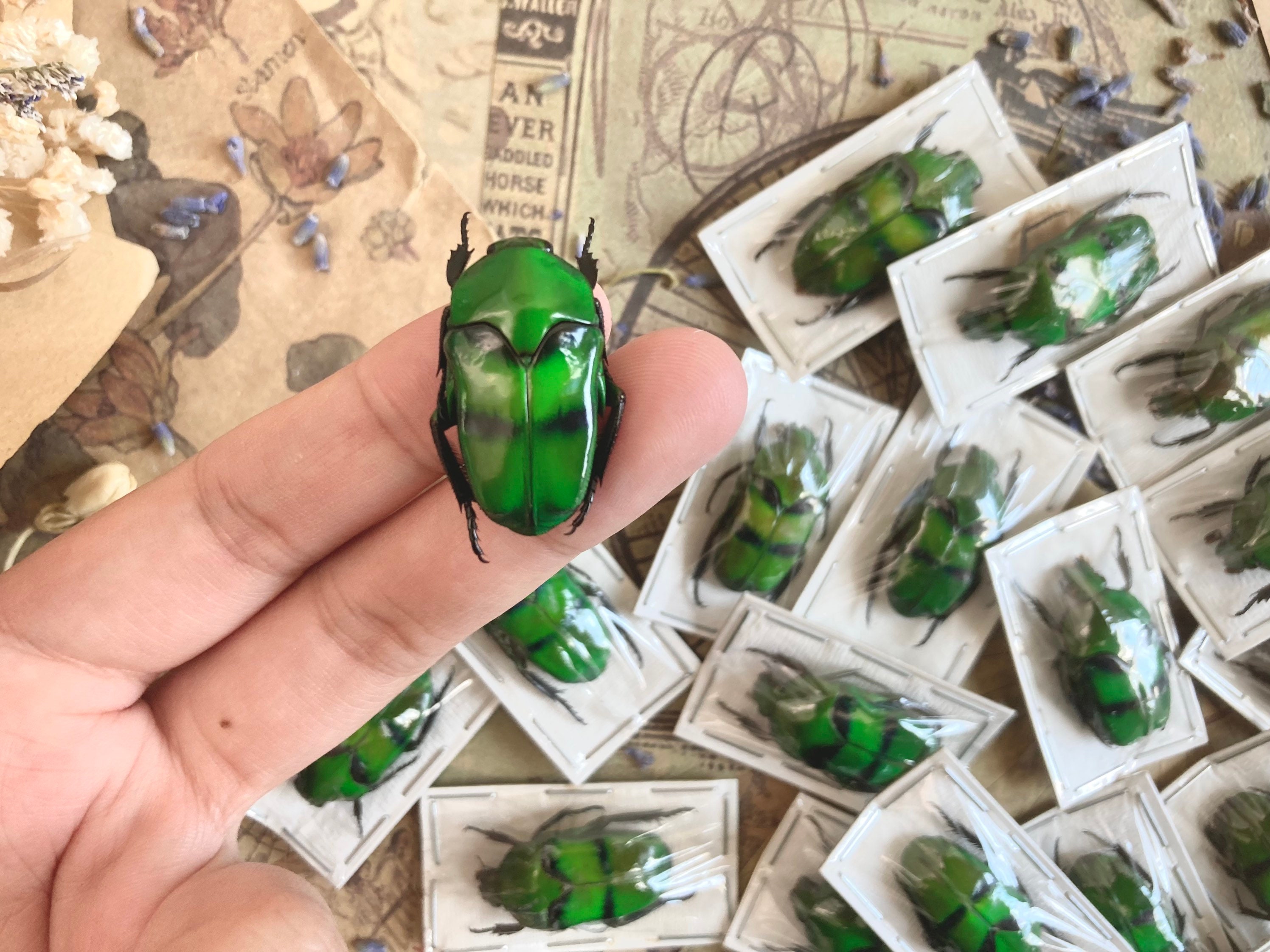 Green & Blue Flower Beetle Ischiopsopha Bifasciata Real Insect | Etsy