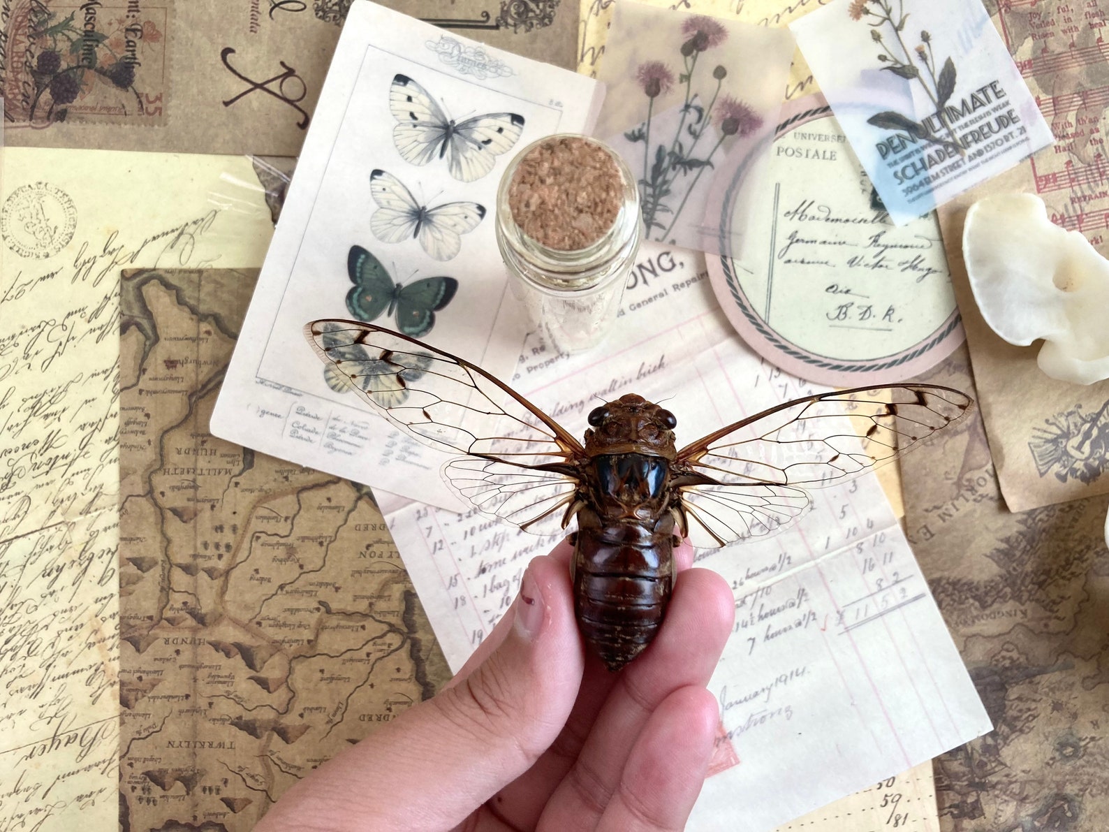 Cicada Sp Spread, Real Cicada, Clear Wing Cicada, Indonesia, Entomology ...