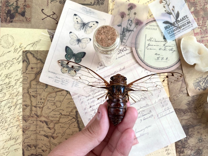 Cicada Sp Spread, Real Cicada, Clear Wing Cicada, Indonesia, Entomology ...