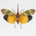 Pyrops Candelaria, Unmounted, Green Yellow Lanternfly, Real Lanternfly ...