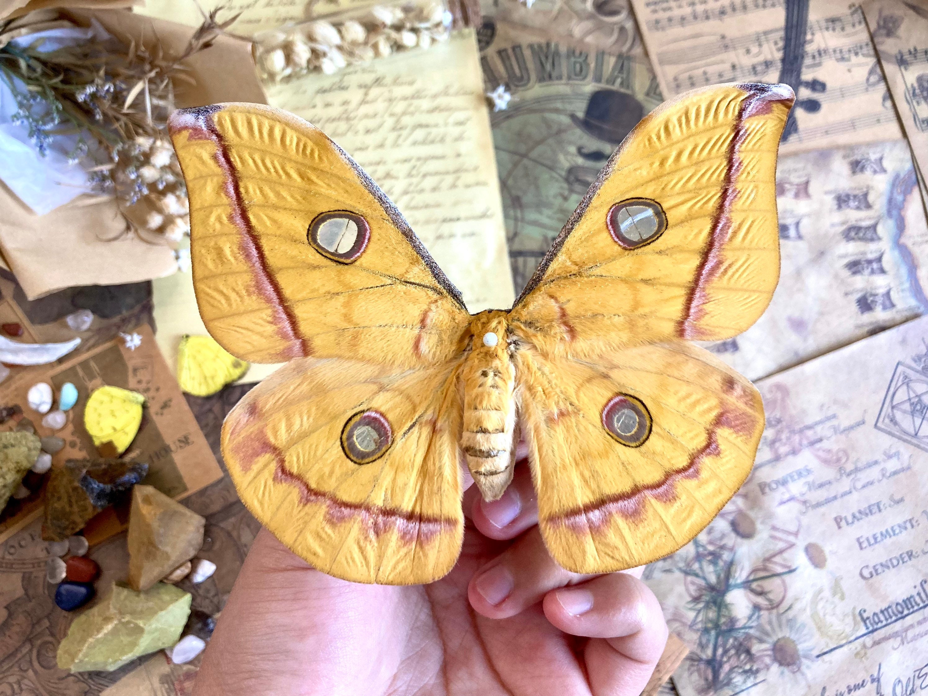 Home Décor Taxidermy & Curiosities Home & Living Antheraea jana Greyish ...