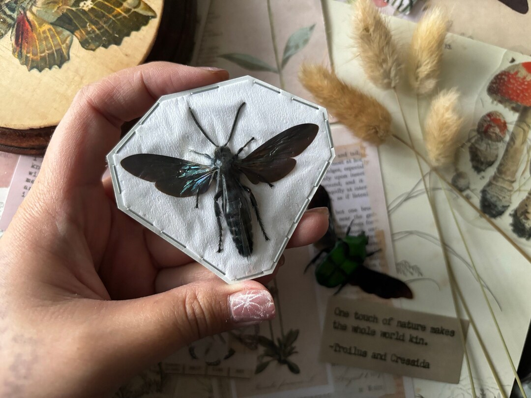 Giant Iridescent Hornet Megascolia Velutina Duclais Insects Specimen ...