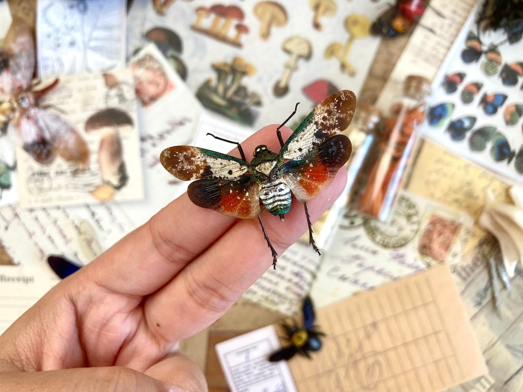 Penthicodes Farinosa Borneo (spread), Lanternfly, Spread Lanternfly ...