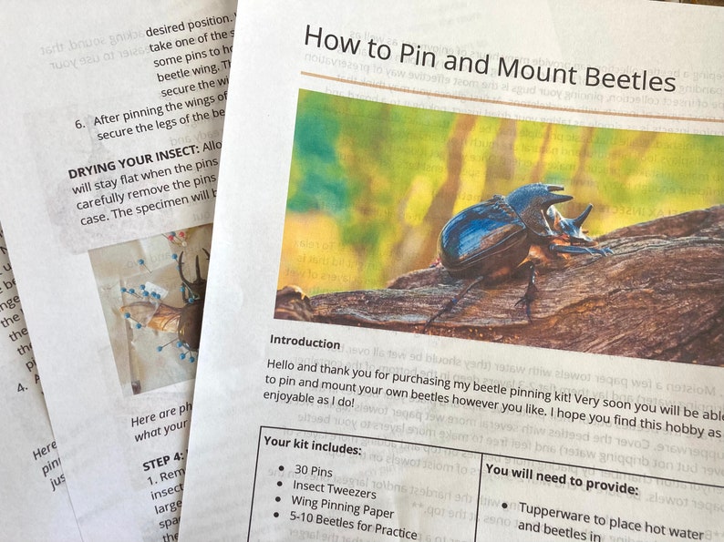 Complete Beetle Mounting Kit Beetle Spreading and Pinning - Etsy