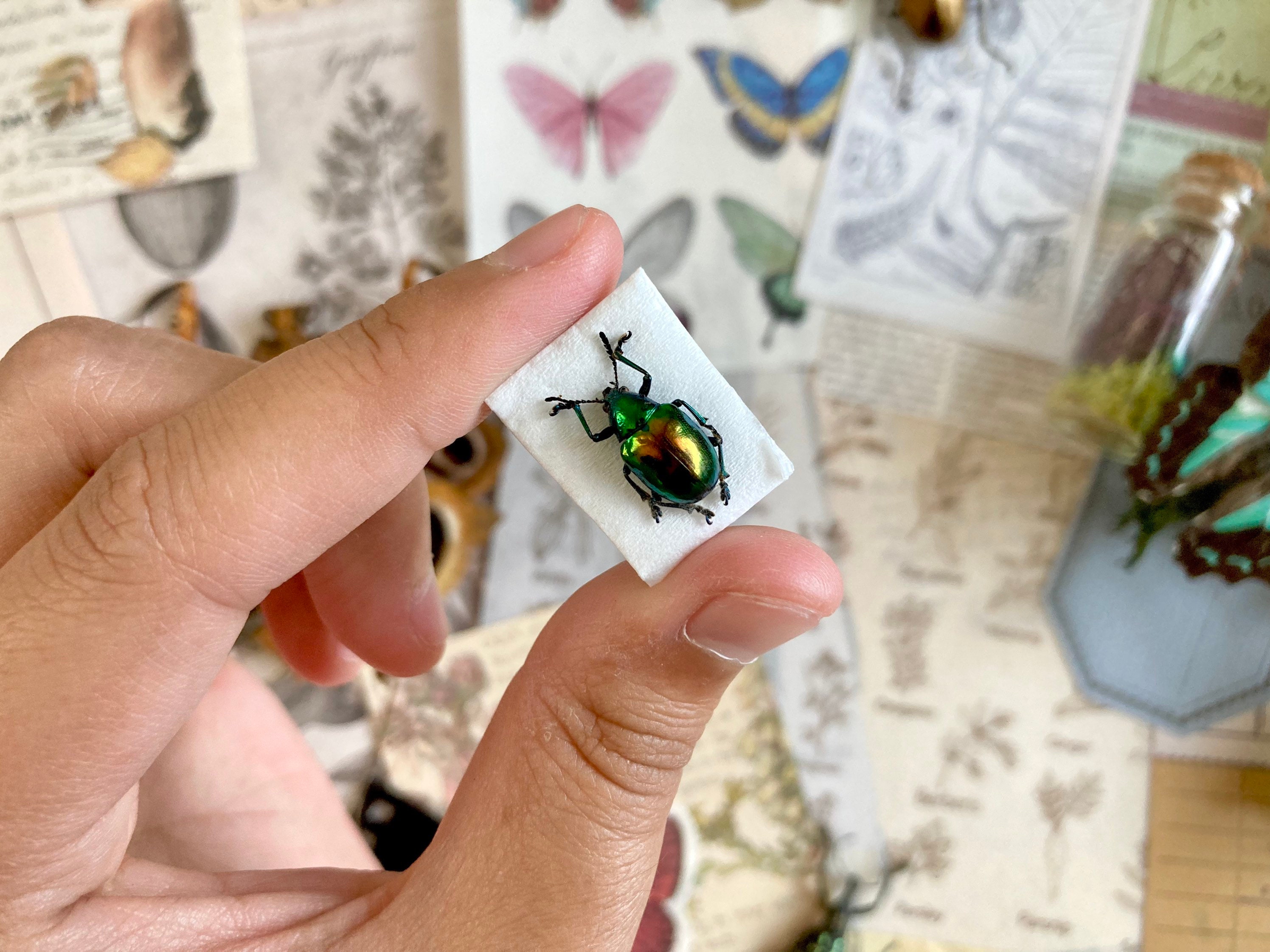Rainbow Beetle Platycorynus Nitidus Real Beetle Entomology - Etsy