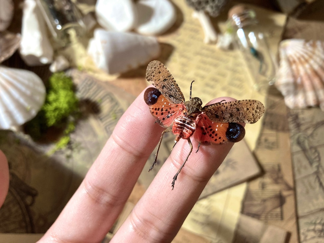 Penthicodes Atomaria ONE REAL Red Pink Fulgorid, Mounted, Wings Spread ...