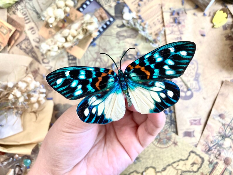 Erasmia Pulchera Real Moths Spread for Your Project or - Etsy