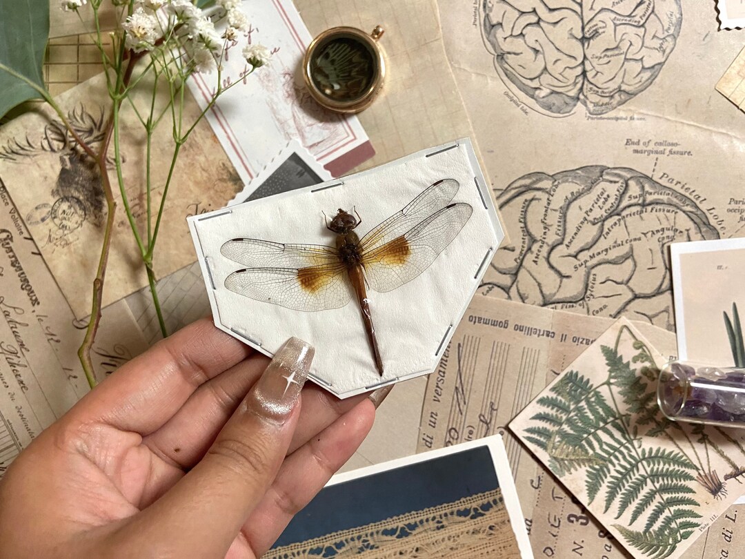 Coral-tailed Cloudwing Dragonfly, Tholymis Tillarga, Real Dragonfly ...
