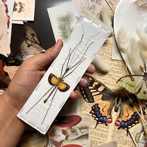 Javanese Lichen Stick Insect (MALE), Pseudodiacantha Macklottii, Spread, Real Stick Insect ...