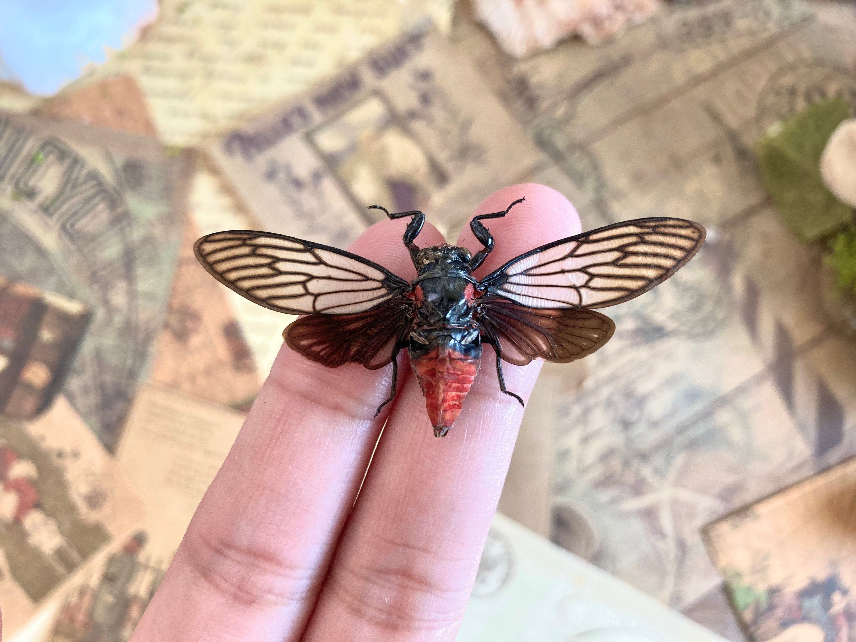 Spread Huechys Incarnata "red Devil" Cicadas, Huechys Incarnata, Red ...