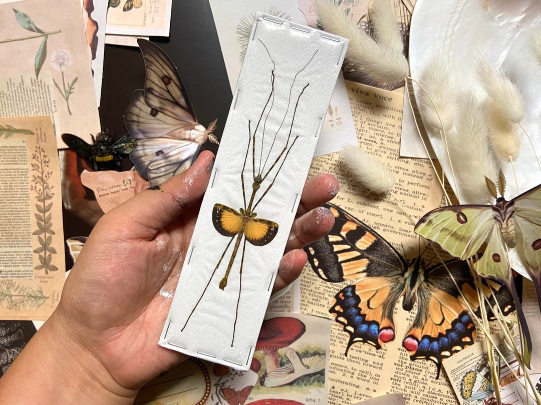 Javanese Lichen Stick Insect (MALE), Pseudodiacantha Macklottii, Spread, Real Stick Insect ...