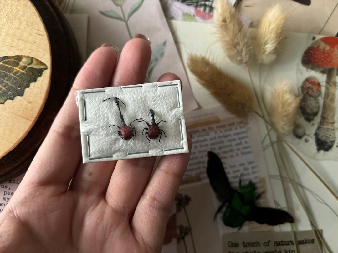 PAIR Giraffe Weevils, Trachelophorus Giraffa PAIRS, Entomology, Real ...