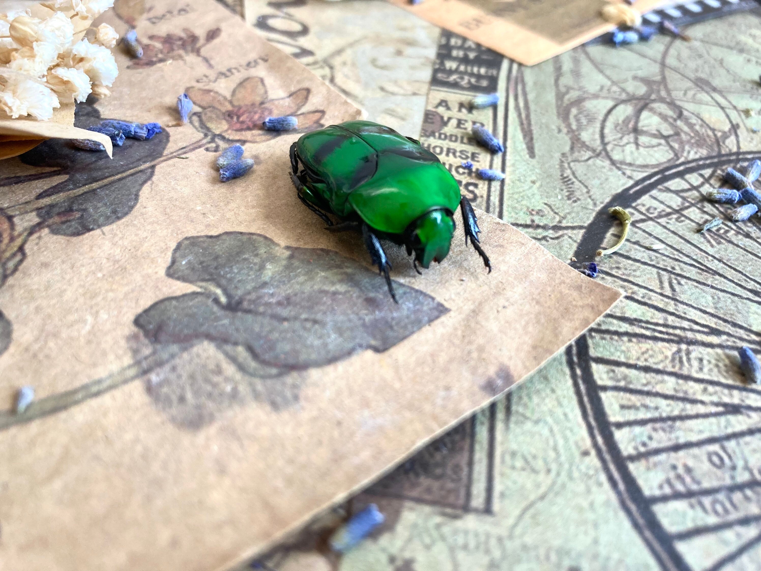 Green & Blue Flower Beetle Ischiopsopha Bifasciata Real Insect - Etsy