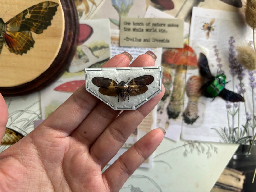 Cosmocarta Callizona, Small Insect, Mini Cicada, Entomology, Real ...