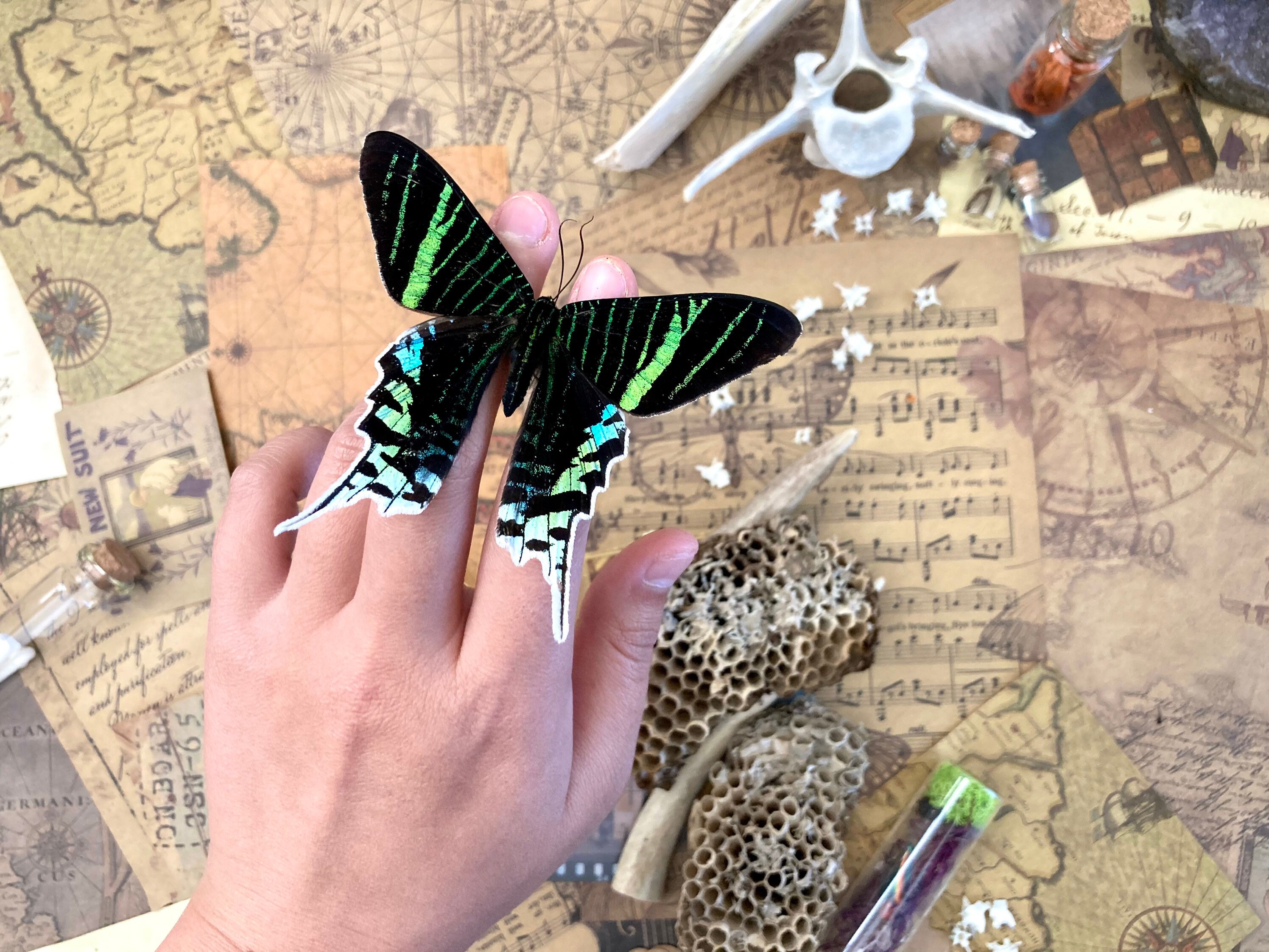 The Green-banded Urania Moth Urania Leilus Dry-preserved - Etsy Hong Kong