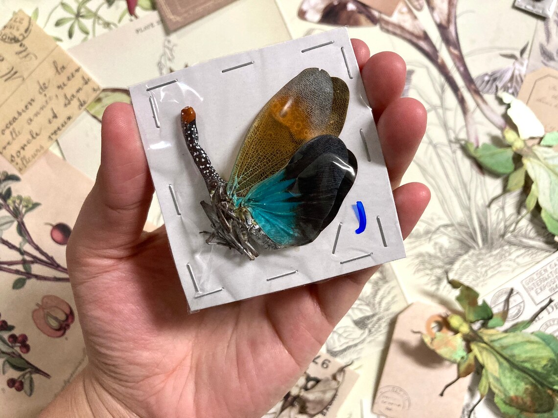Pyrops Pyrorhyncha Blue Lanternfly Insect Entomology Real - Etsy