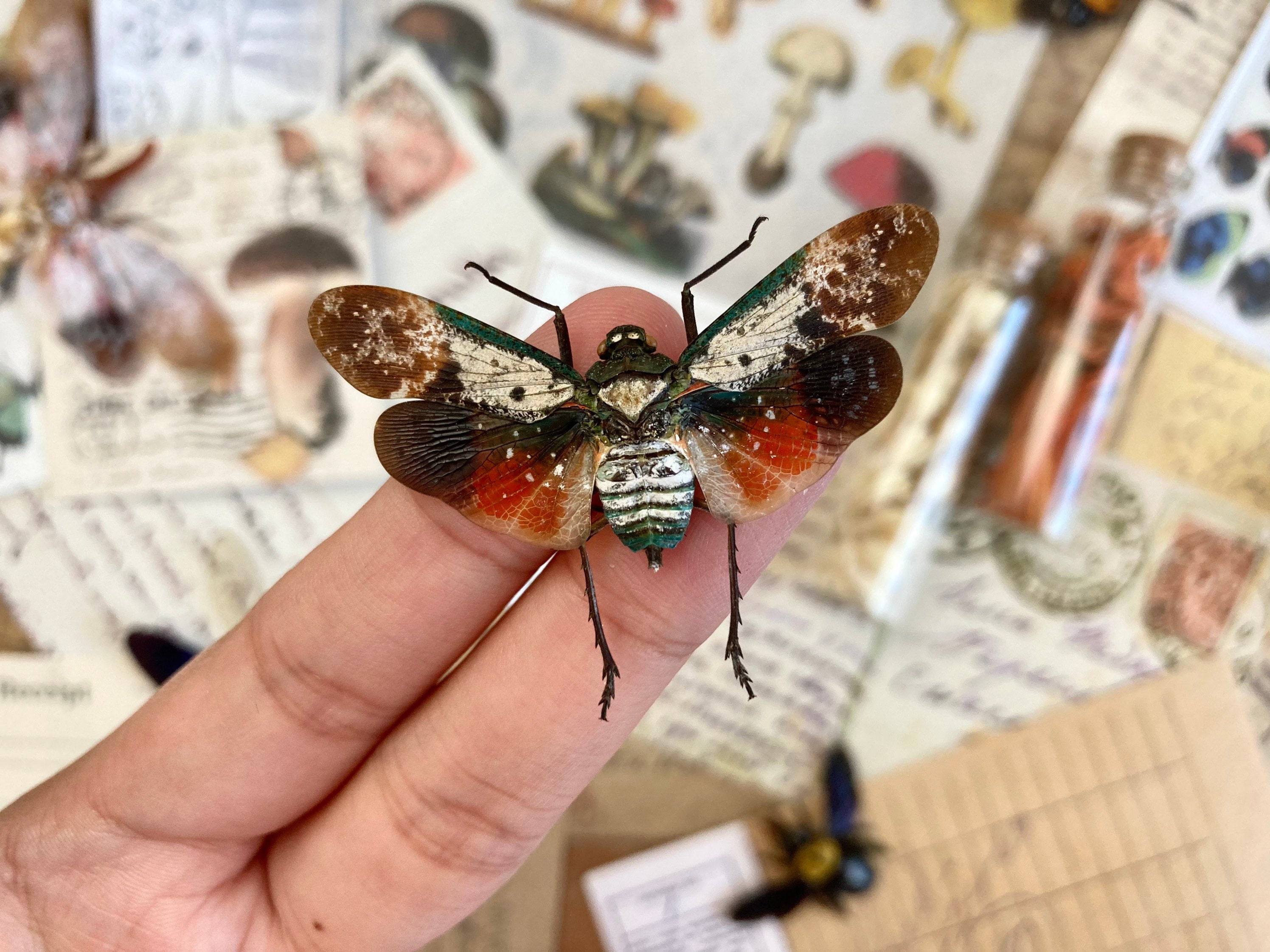 Penthicodes Farinosa Borneo spread Lanternfly Spread | Etsy