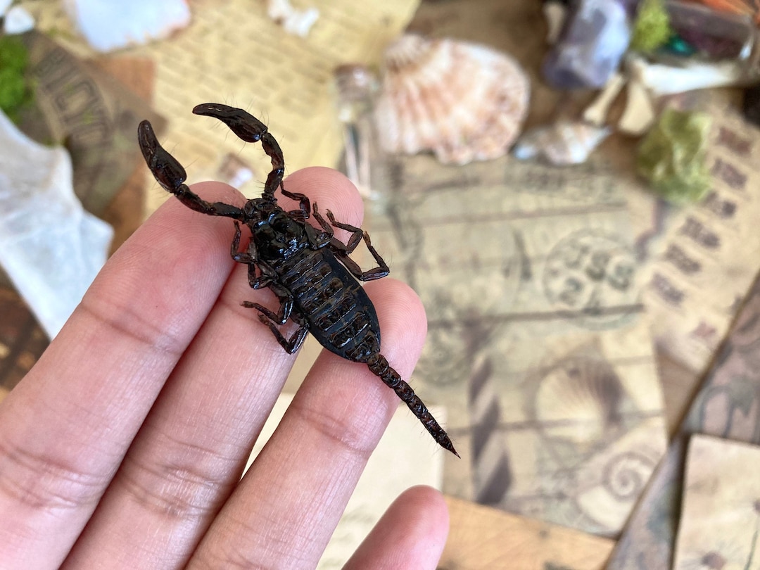 Heterometrus Cyaneus, Real Scorpion, Insects, Entomology, Small ...