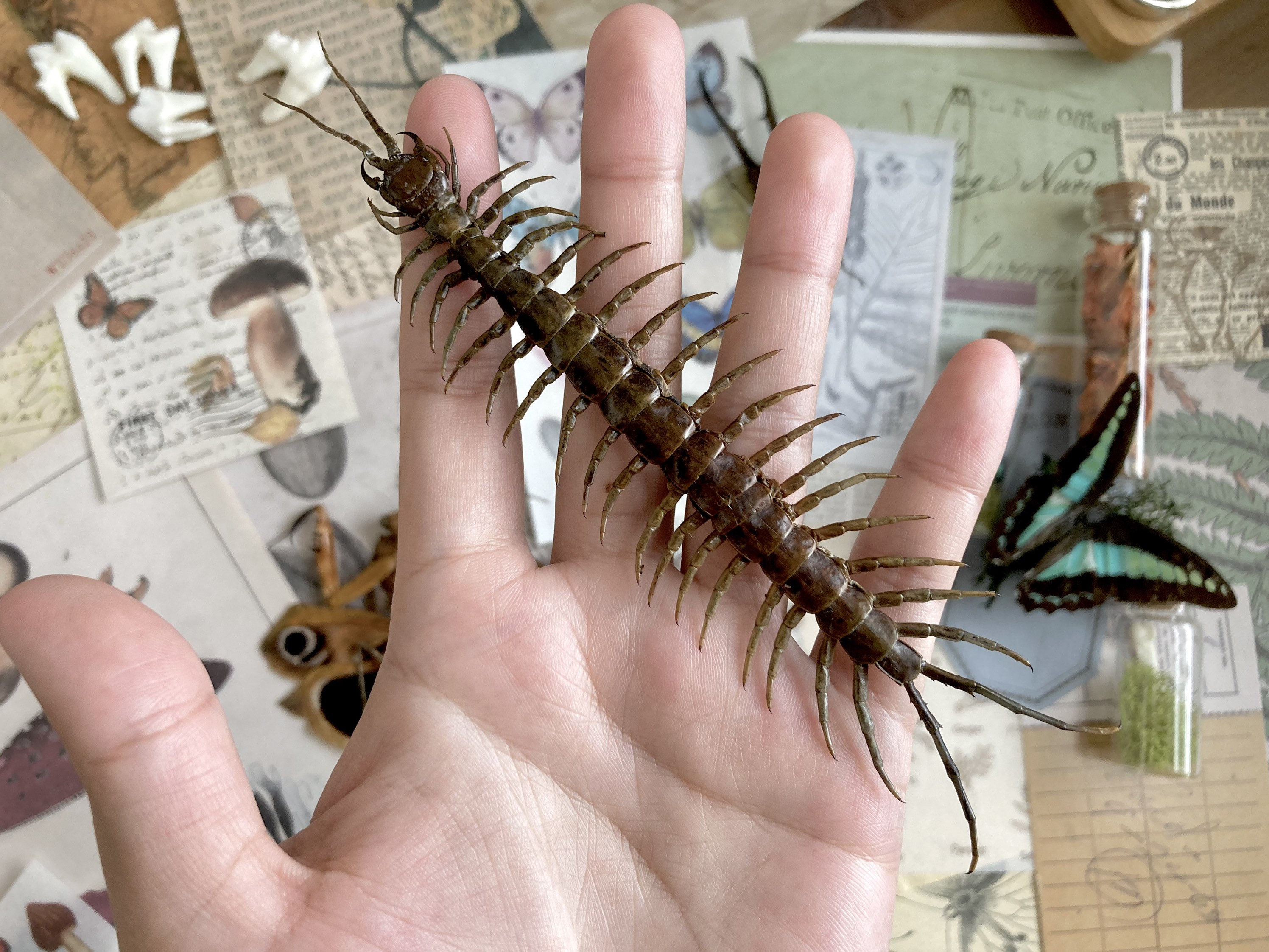 Amazonian Giant Centipede Eating Bat