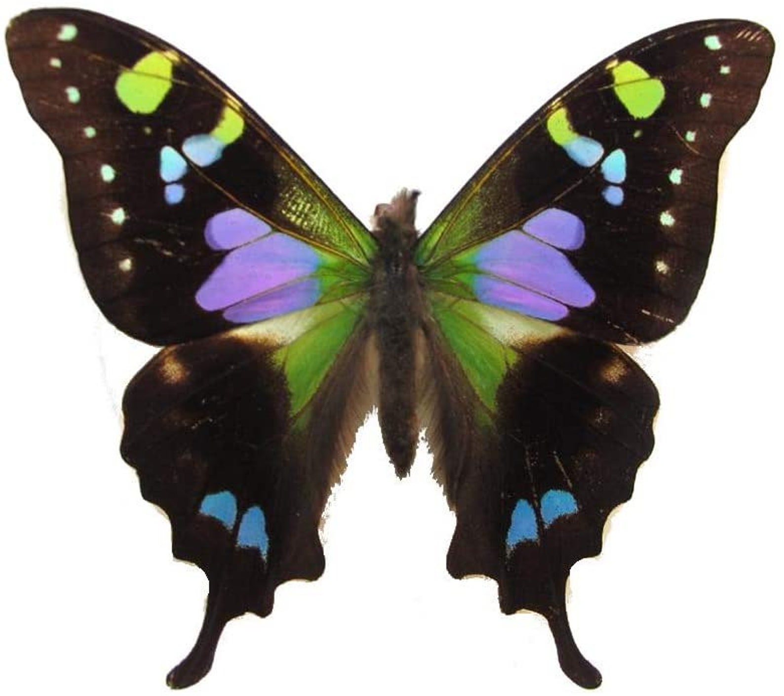 The Purple Spotted Swallowtail Butterfly - Graphium Weiskei - Dry ...