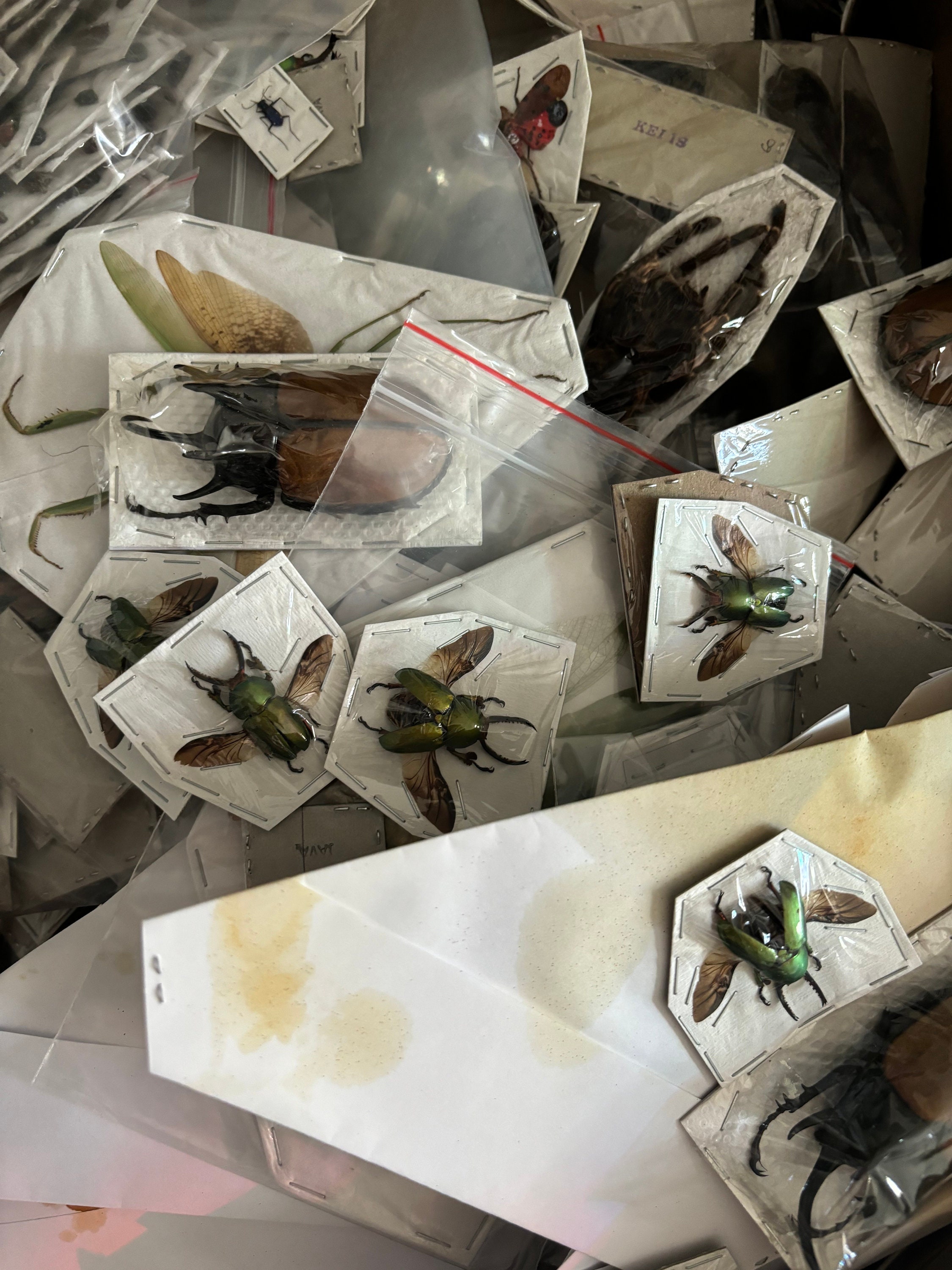 OVERSTOCK CLEARANCE A1-A2 GRADE, Insect Packs, Sale, Insect Packs ...
