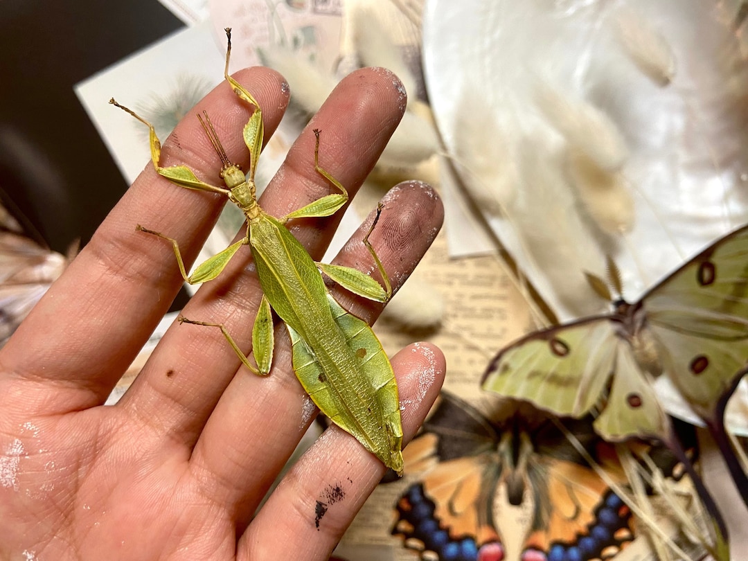 Bramble Leaf Insect, Phyllium Tobeloense Bhaskarai (M), Real Walking ...