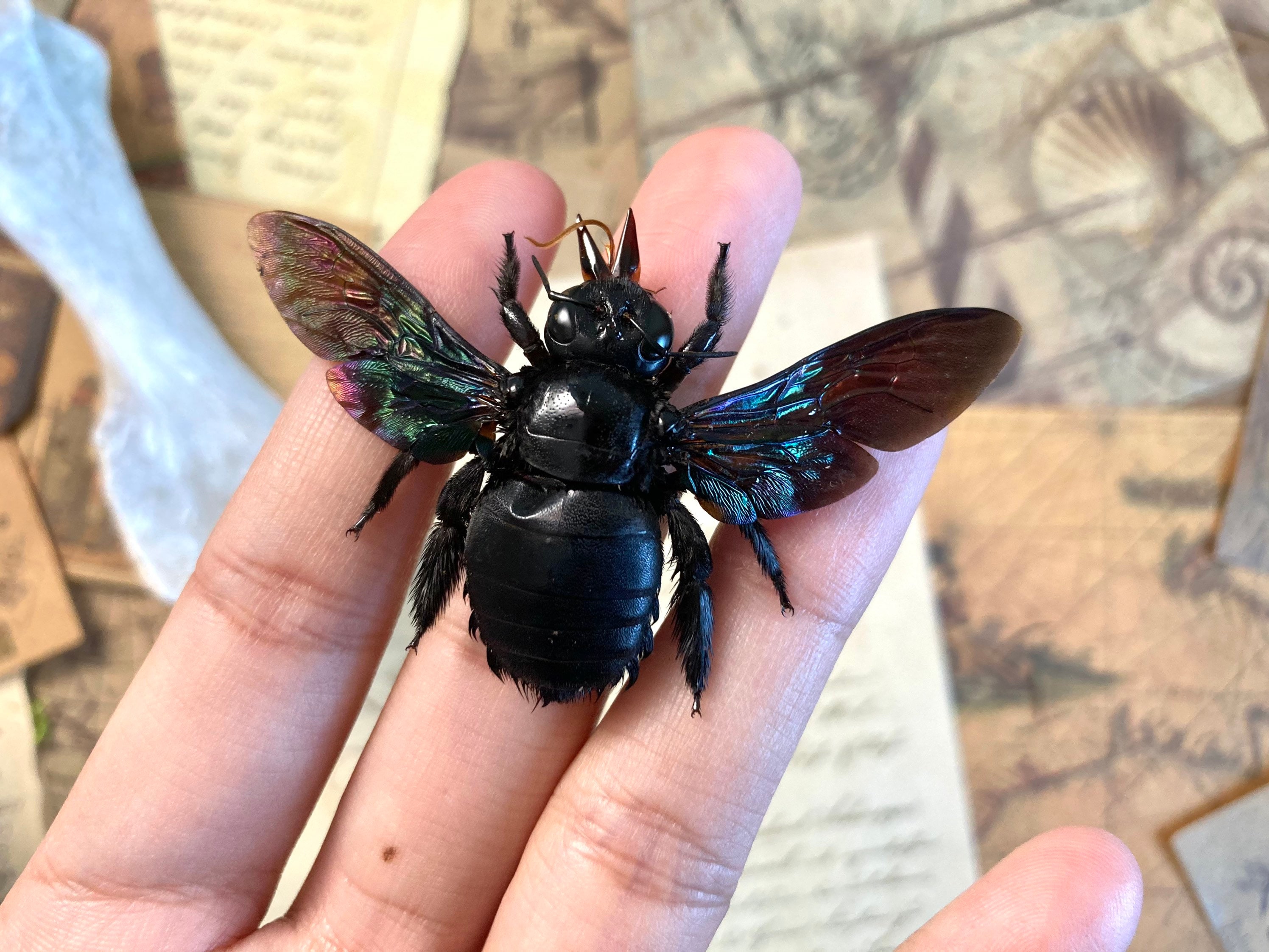 Carpenter Bee Size