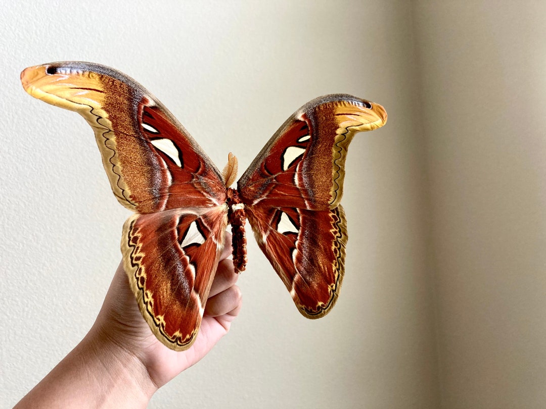 Attacus Atlas Moth Papered Specimen MALE and FEMALE Spcimens, Real Snake Head Moth Entomology ...