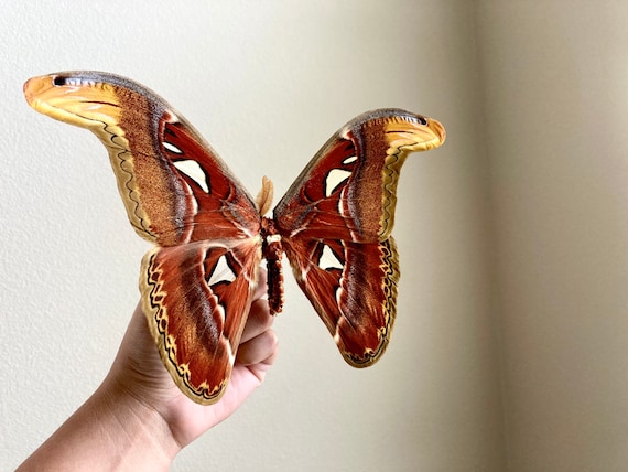 Attacus Atlas