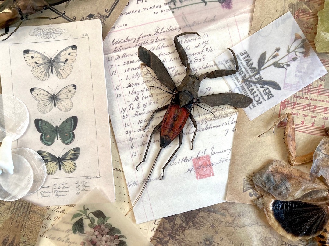 LARGE Nepa Rubra E.java, Spread, Red Toe Biter Real Insect Taxidermy - Etsy