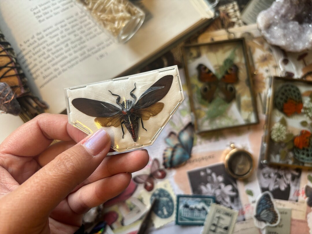 Black and Red Stripe Cicada Specimen, Entomology, Real Insect, Insect ...