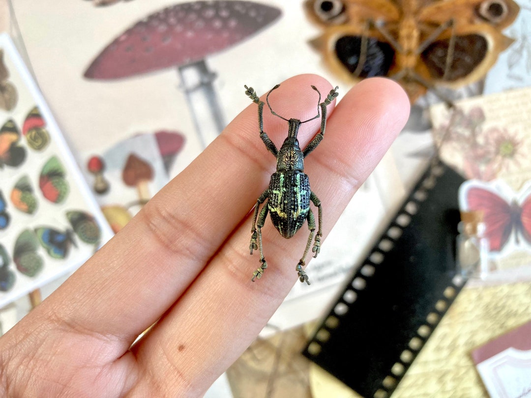 Colorful Weevil Beetle, Rhinoscapha Basilica, Real Weevil Beetle ...