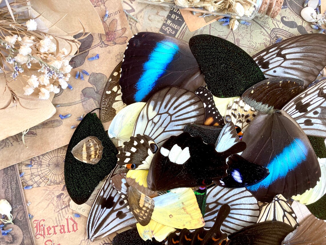 100 Butterfly Wings, A Grade Real Butterfly Wings, Wings for Crafts ...