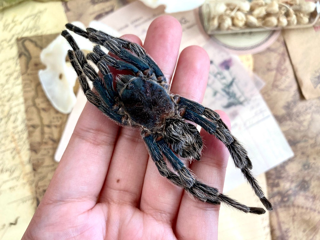One Bird Eating Spider From Peru Hapalotremus Carabaya ,arachnid , for ...