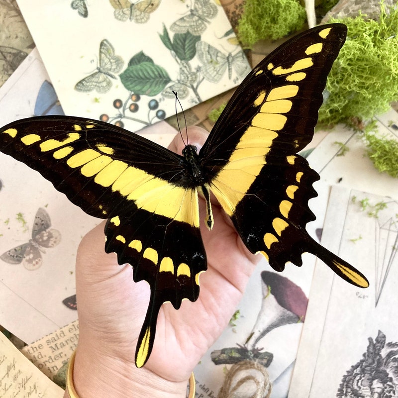 Swallowtail Plant - Etsy